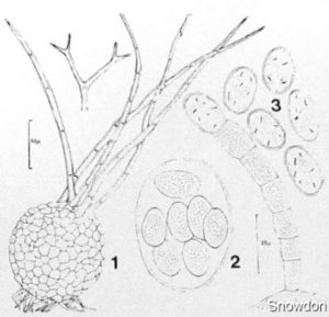 Mildiu - Podosphaera Leucotricha, cleistotecio, ascas y conidias ...