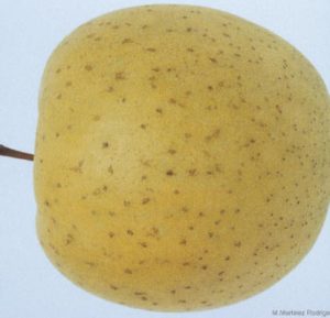 Alteraciones fisiologicas en Manzanas y Peras o fruta de pepita