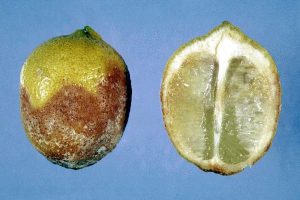 PHYTOPHTHORA CITROPHTHORA